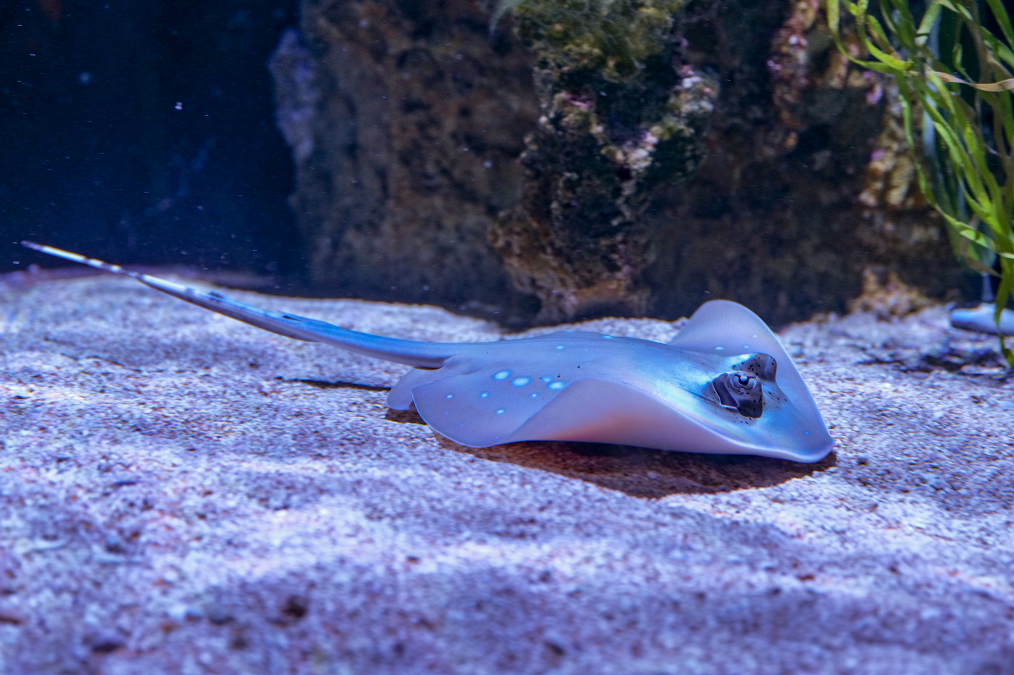 Bluespotted maskrays born at Aquarium now on exhibit - New England Aquarium